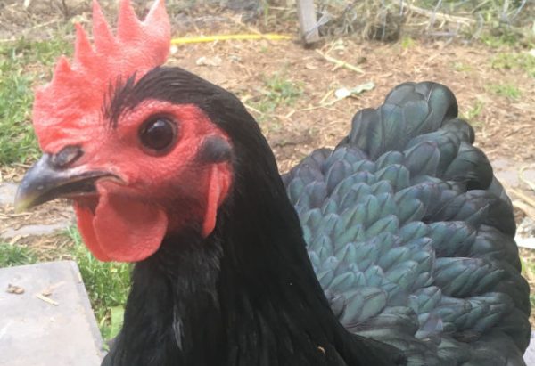 Buy Australorp Chickens to Australian Breeding Standards - CHEEKY CHICKENS